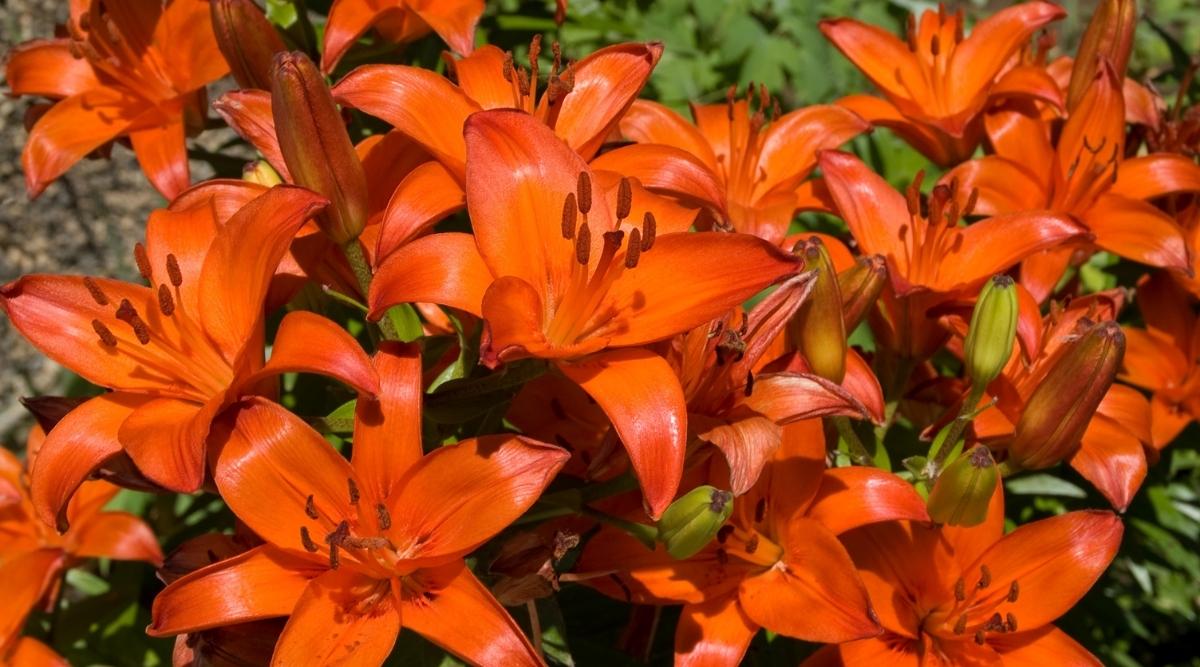 74 Different Types of Beautiful Lily Varieties