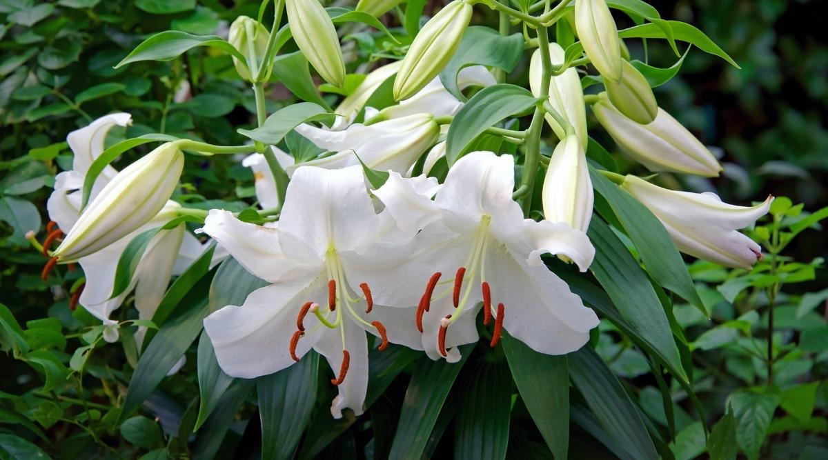 74 Different Types of Beautiful Lily Varieties