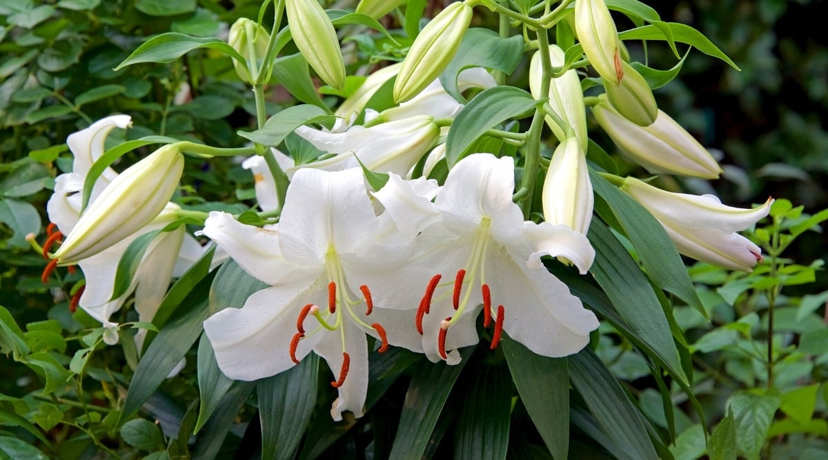 21 Plants with Massive Blooming Flowers