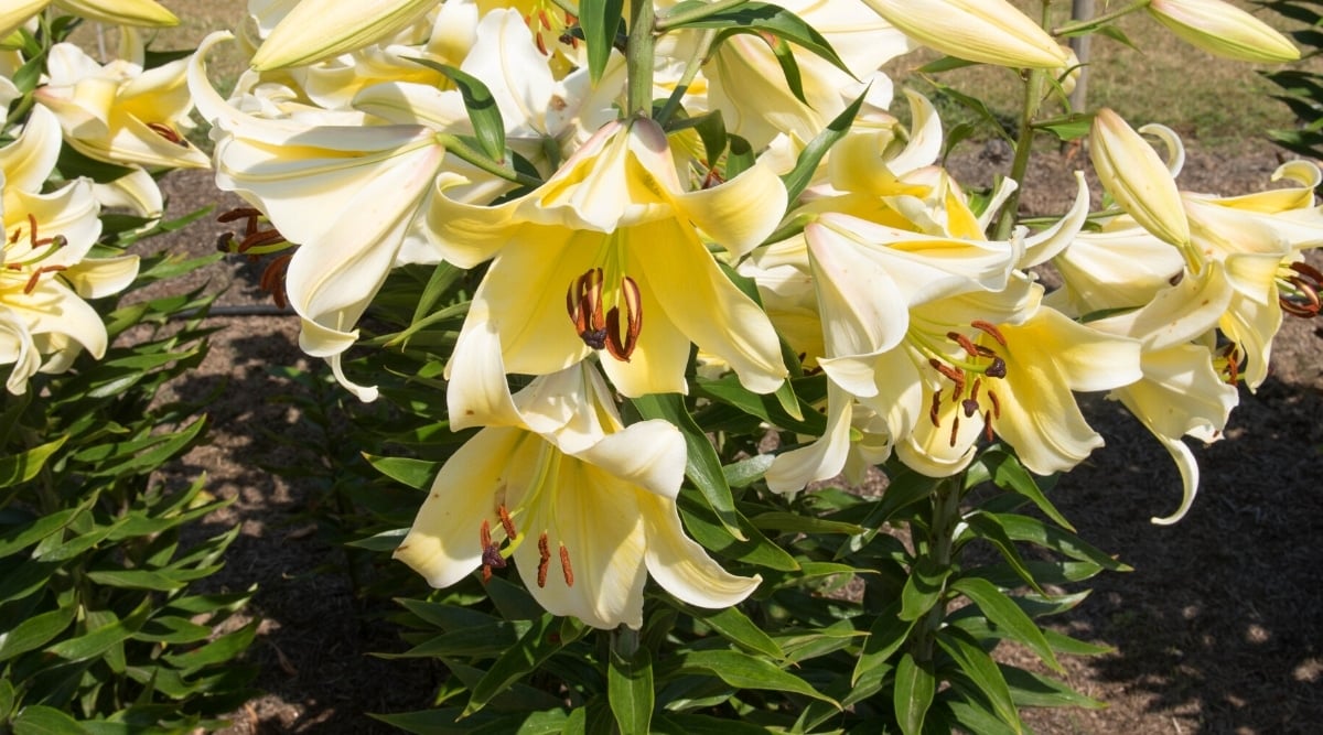 17 Different Types of Yellow Lily Cultivars