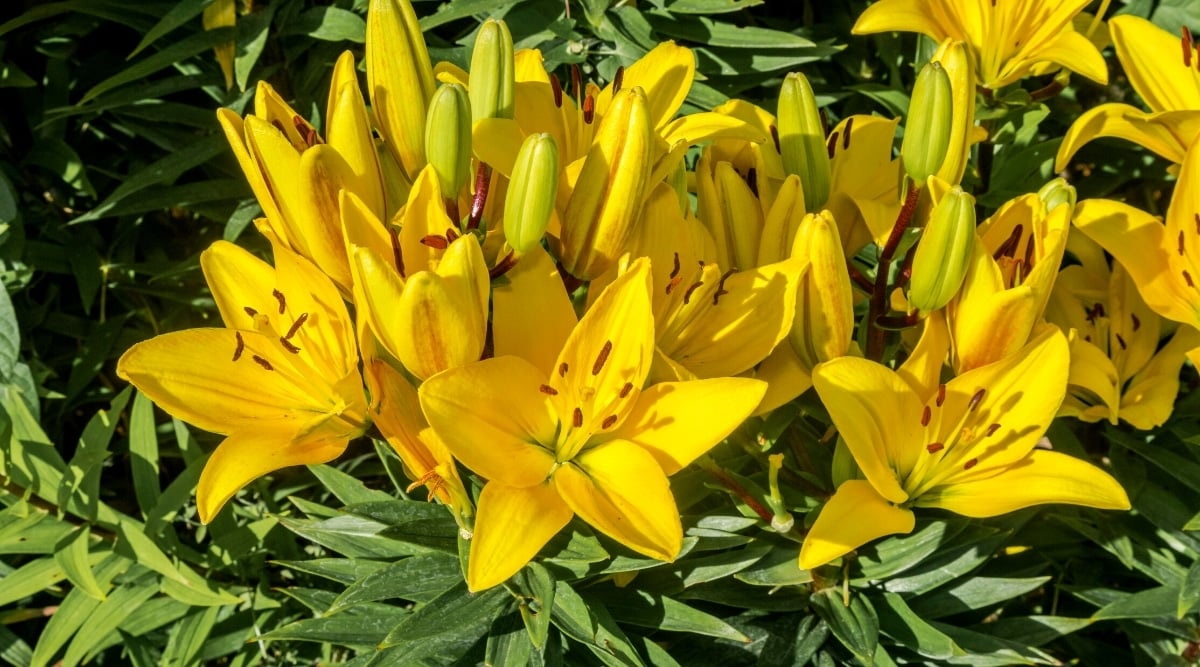 17 Different Types of Yellow Lily Cultivars