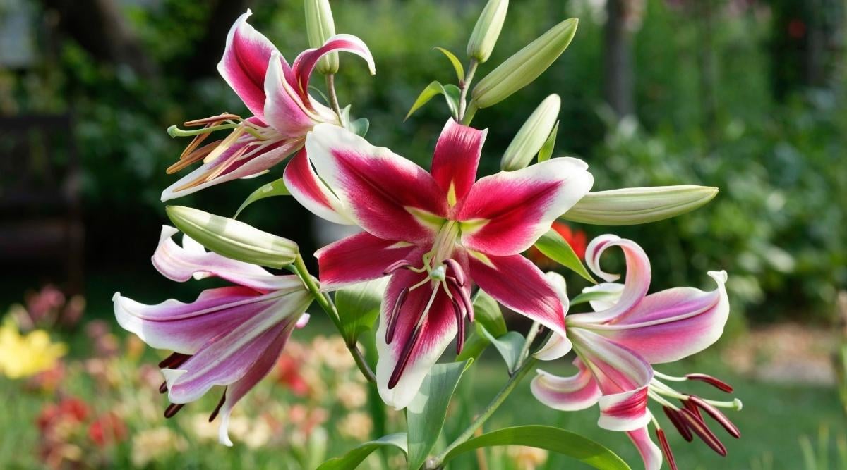 74 Different Types of Beautiful Lily Varieties