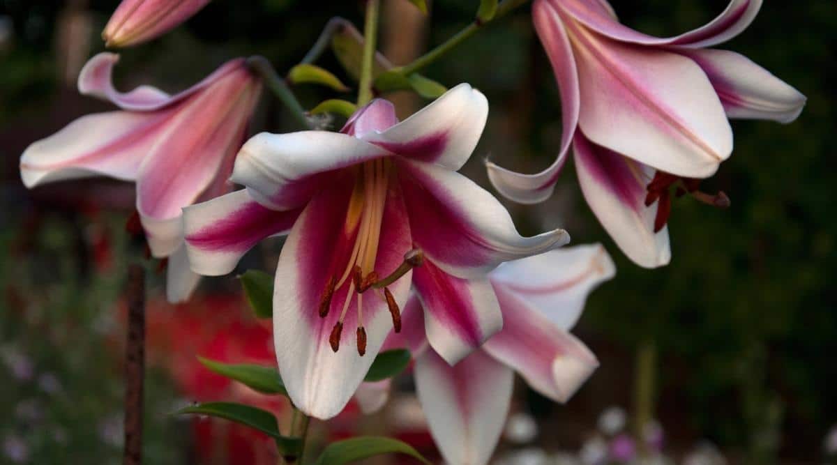 74 Different Types of Beautiful Lily Varieties
