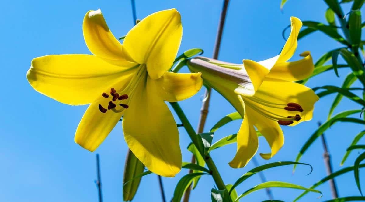 74 Different Types of Beautiful Lily Varieties