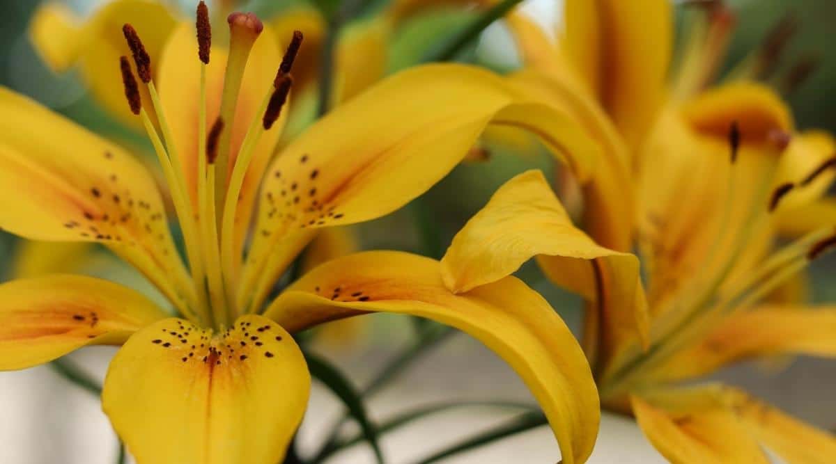 74 Different Types of Beautiful Lily Varieties