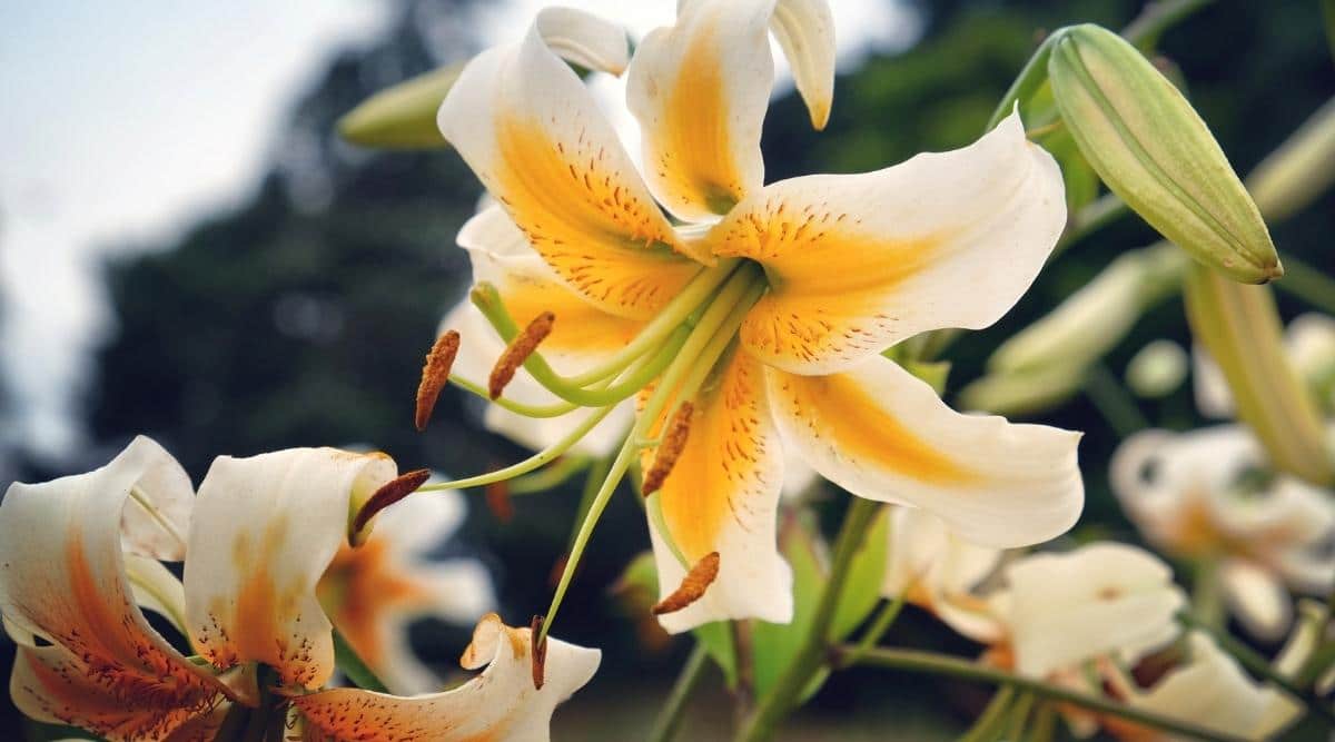 74 Different Types of Beautiful Lily Varieties