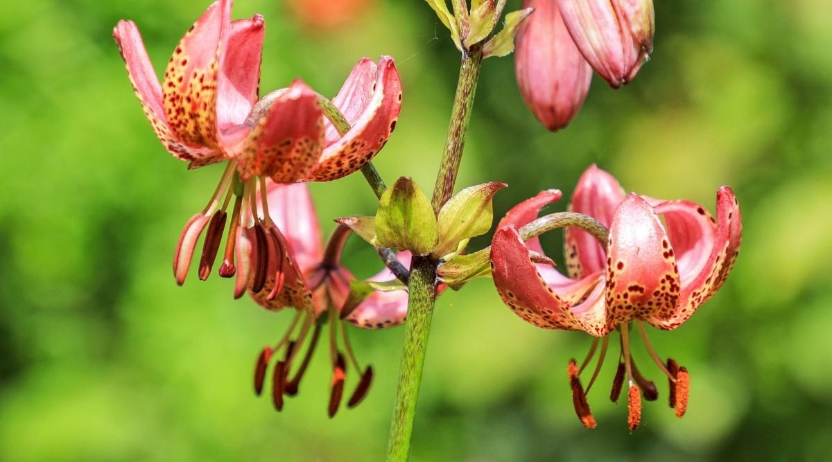 74 Different Types of Beautiful Lily Varieties