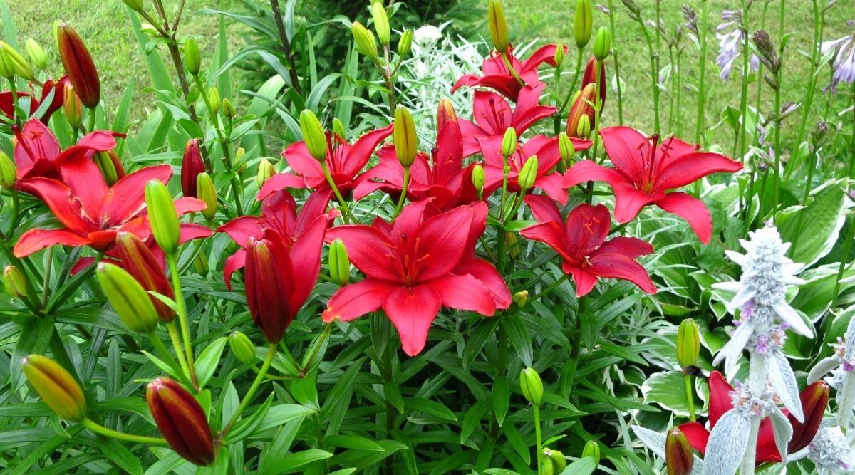74 Different Types of Beautiful Lily Varieties