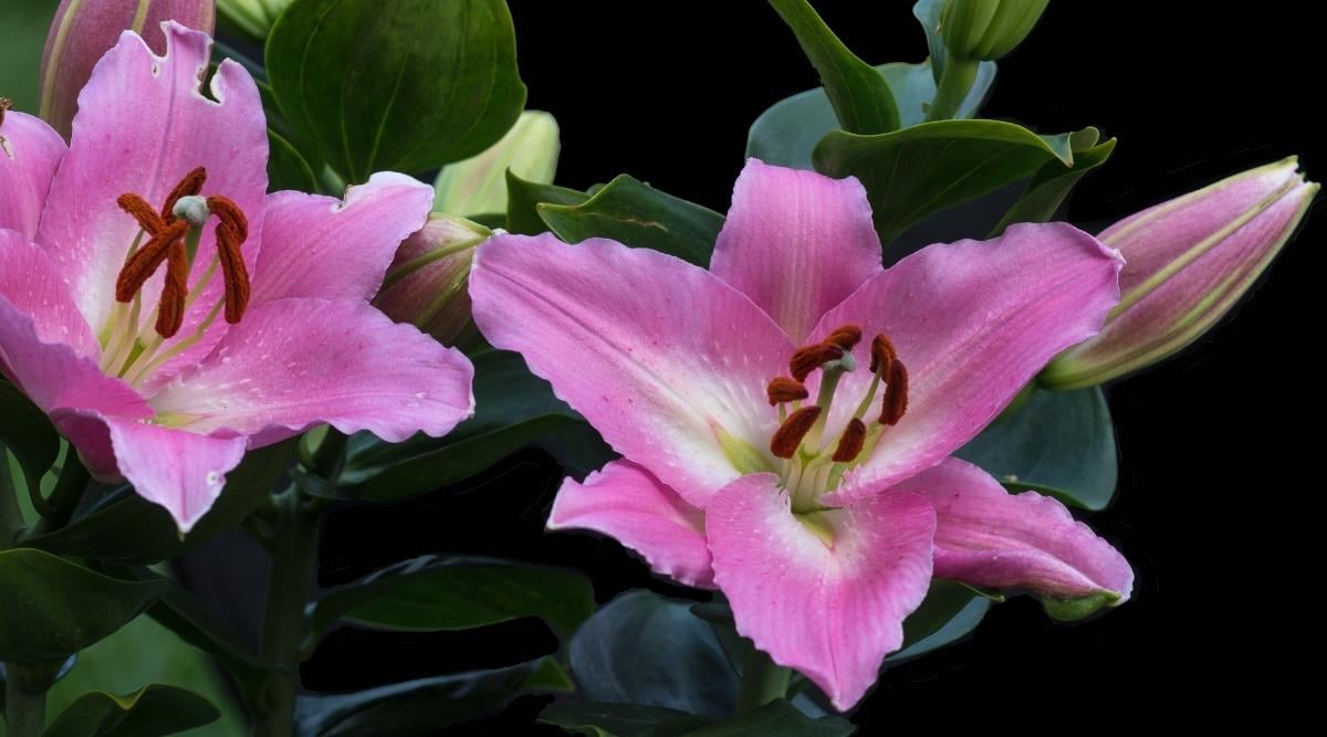 74 Different Types of Beautiful Lily Varieties