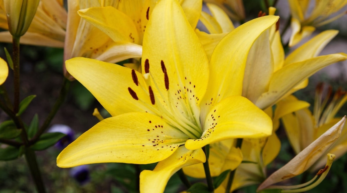 17 Different Types of Yellow Lily Cultivars