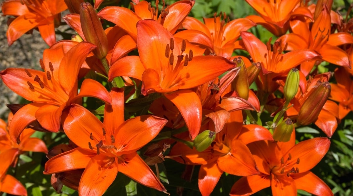 16 Types of Orange Lilies For Bright Garden Color