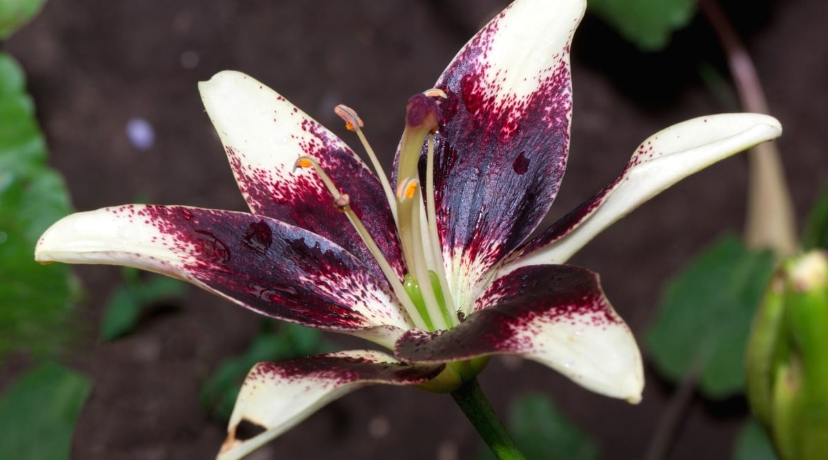 12 Different Types of Purple Lily Cultivars