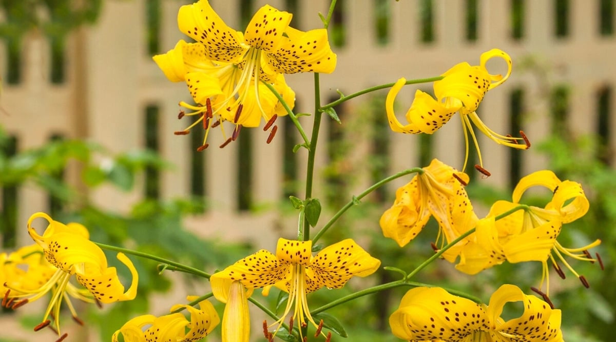 17 Different Types of Yellow Lily Cultivars