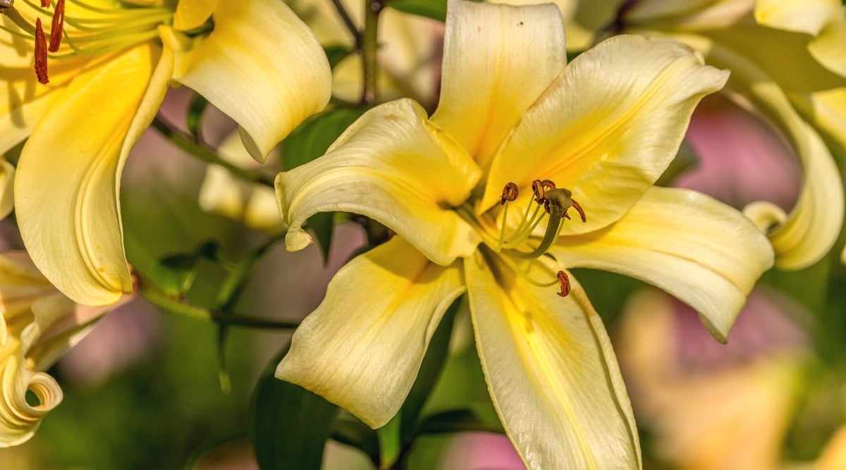 17 Different Types of Yellow Lily Cultivars