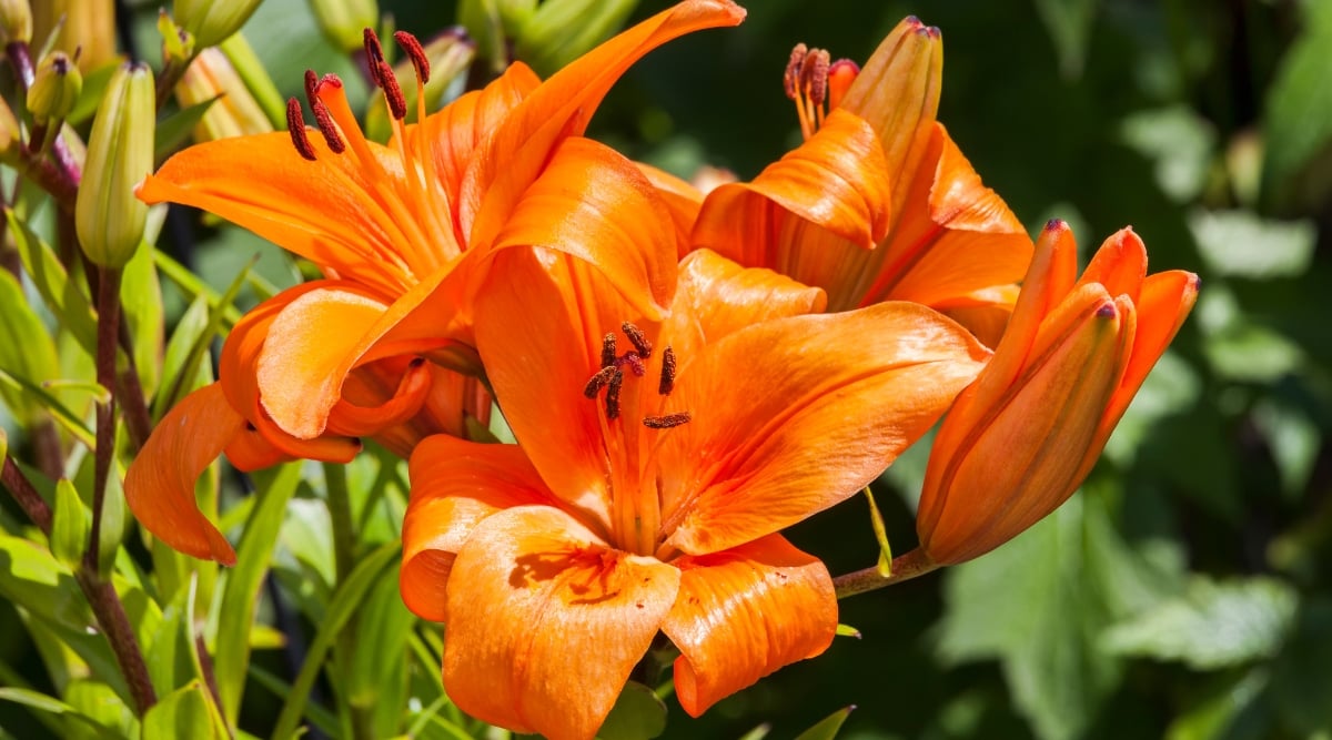 16 Types of Orange Lilies For Bright Garden Color