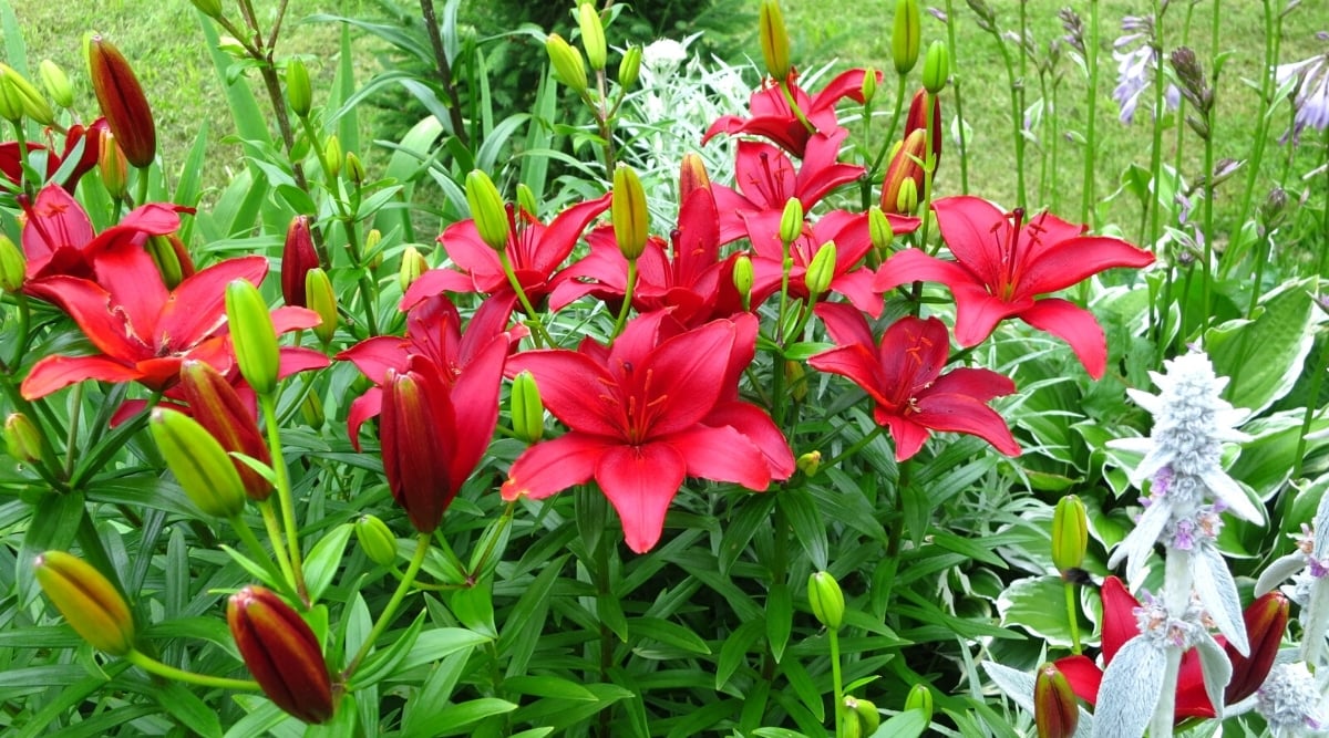 17 Types of Red Lily Varieties For Your Flowerbeds