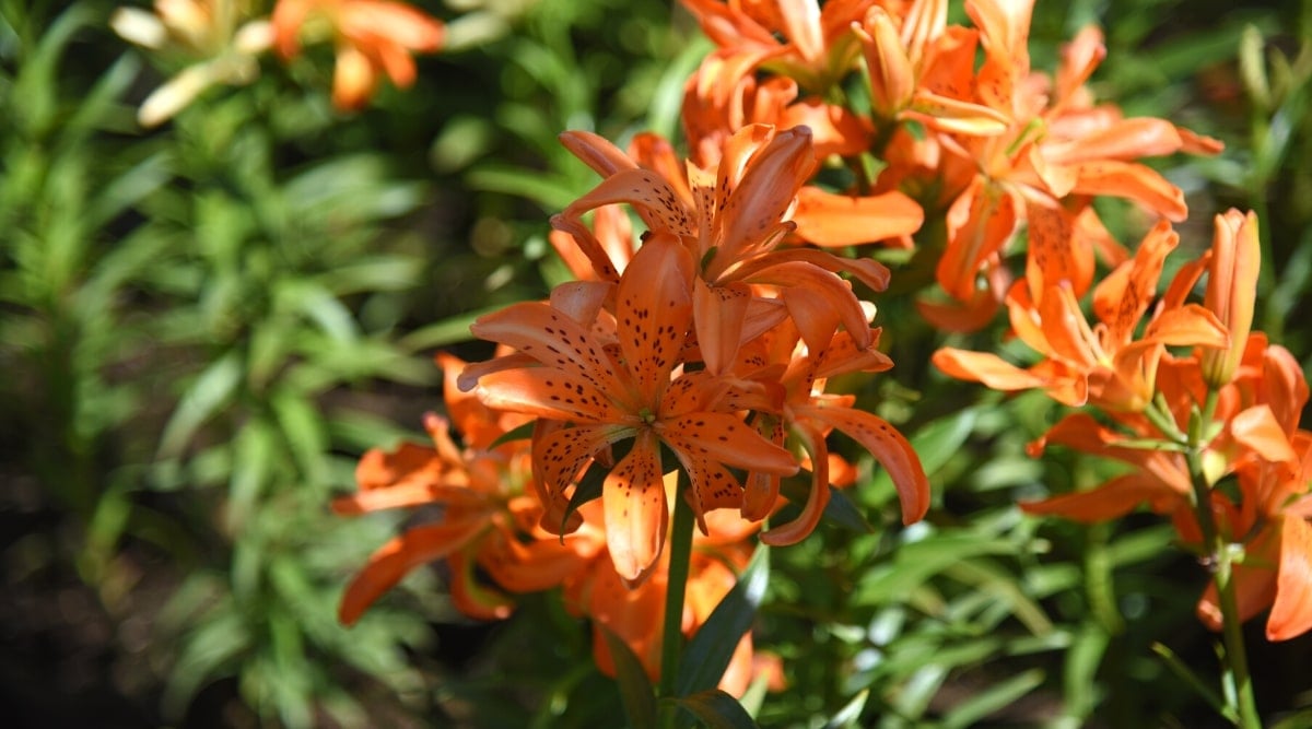 16 Types of Orange Lilies For Bright Garden Color