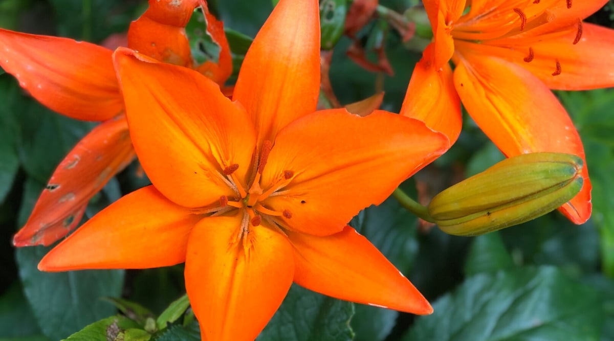 16 Types of Orange Lilies For Bright Garden Color