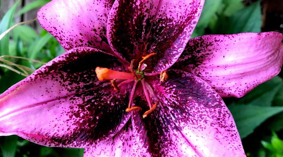 Purple Lily Flowers