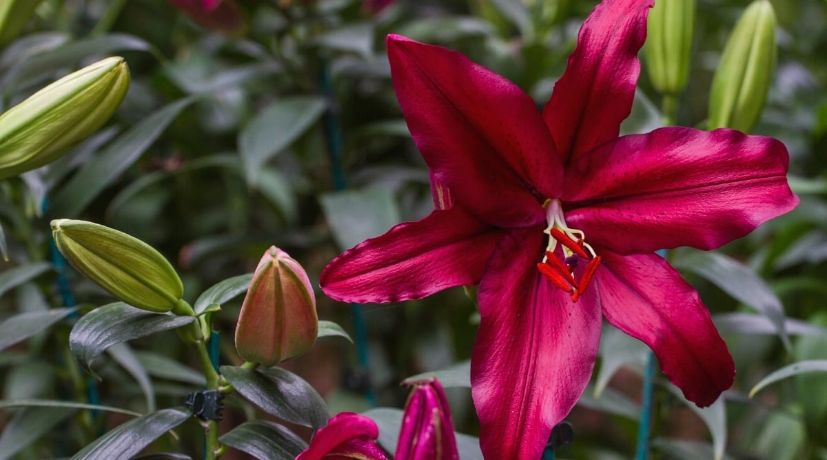 12 Different Types of Purple Lily Cultivars
