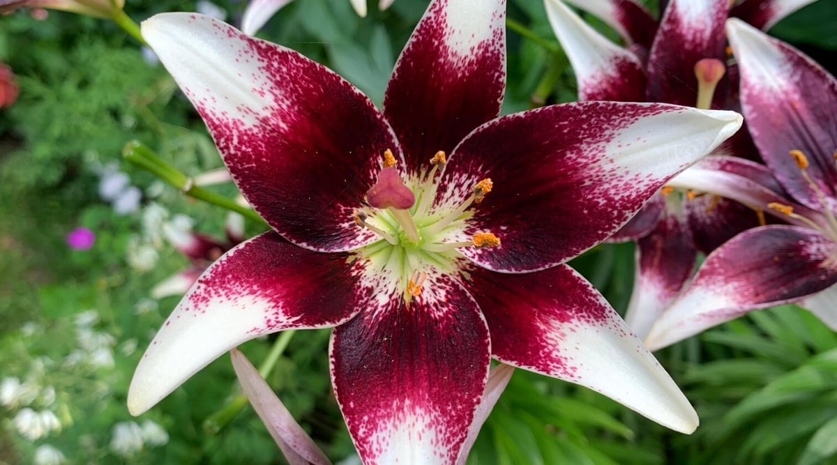 17 Types of Red Lily Varieties For Your Flowerbeds