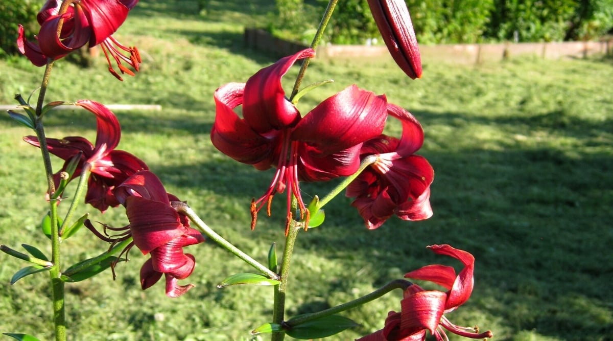 17 Types of Red Lily Varieties For Your Flowerbeds