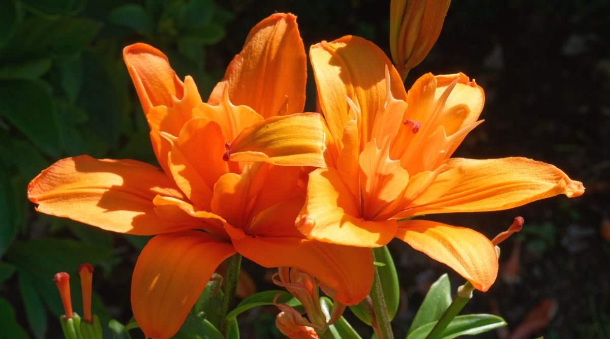 16 Types of Orange Lilies For Bright Garden Color