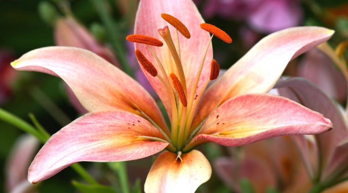 17 Different Types of Pink Lily Cultivars