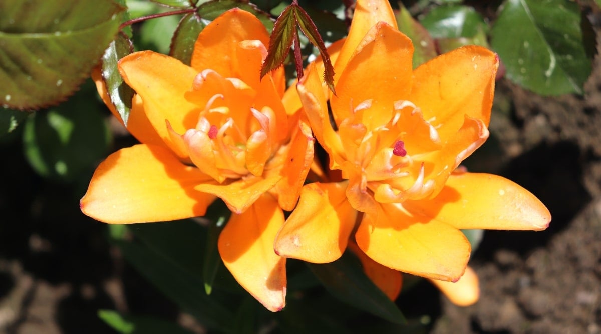 16 Types of Orange Lilies For Bright Garden Color