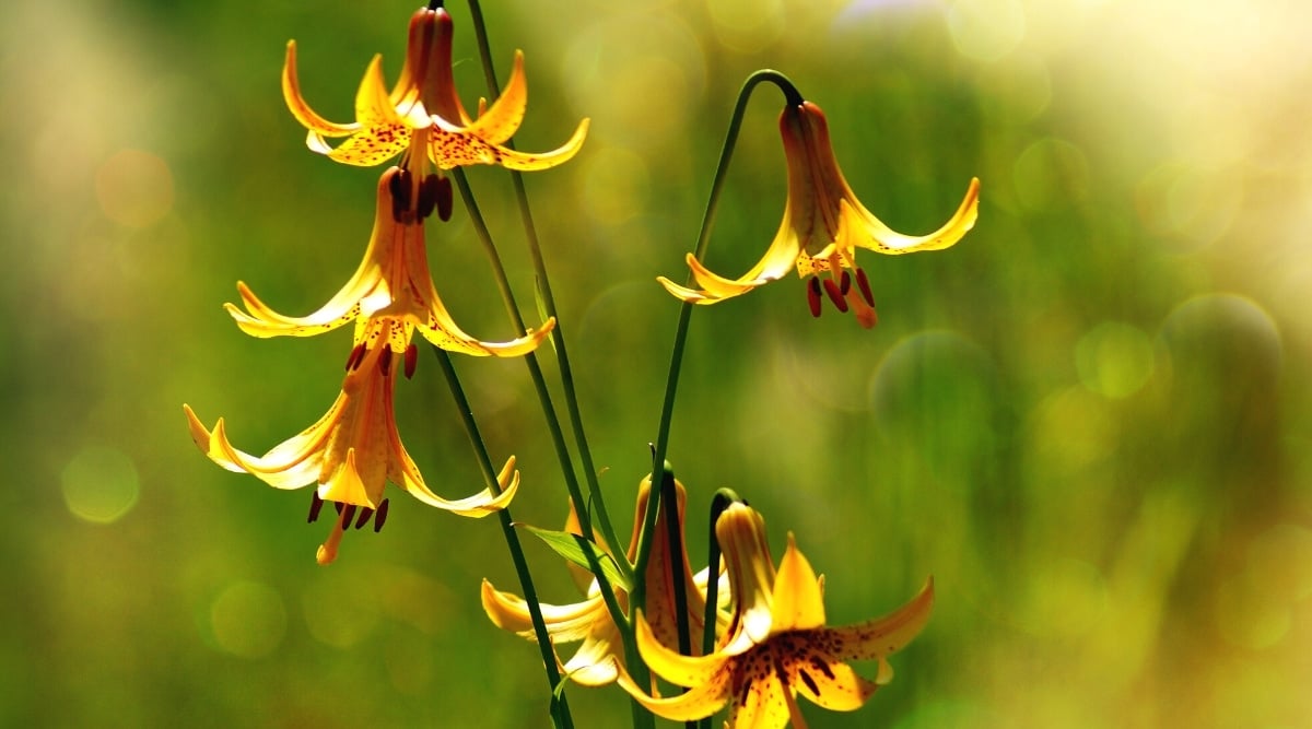 17 Different Types of Yellow Lily Cultivars