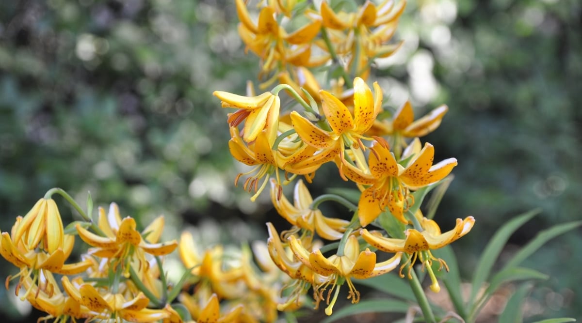 17 Different Types of Yellow Lily Cultivars