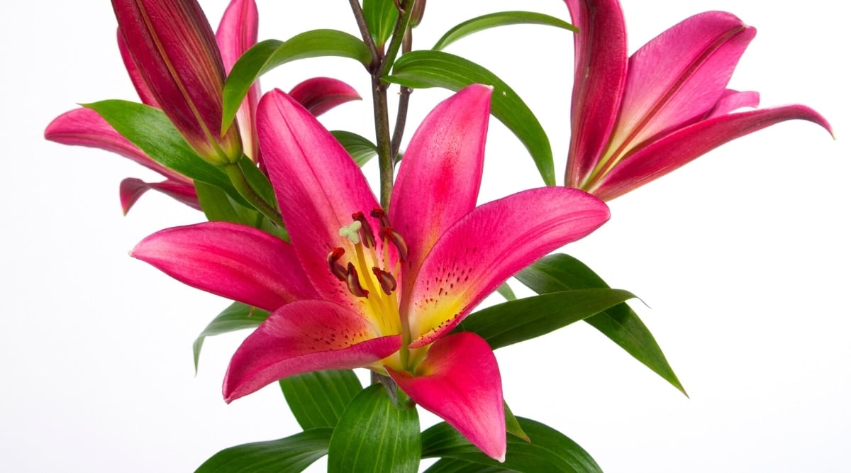 17 Types of Red Lily Varieties For Your Flowerbeds