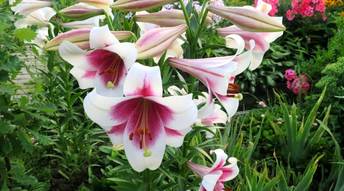17 Different Types of Pink Lily Cultivars