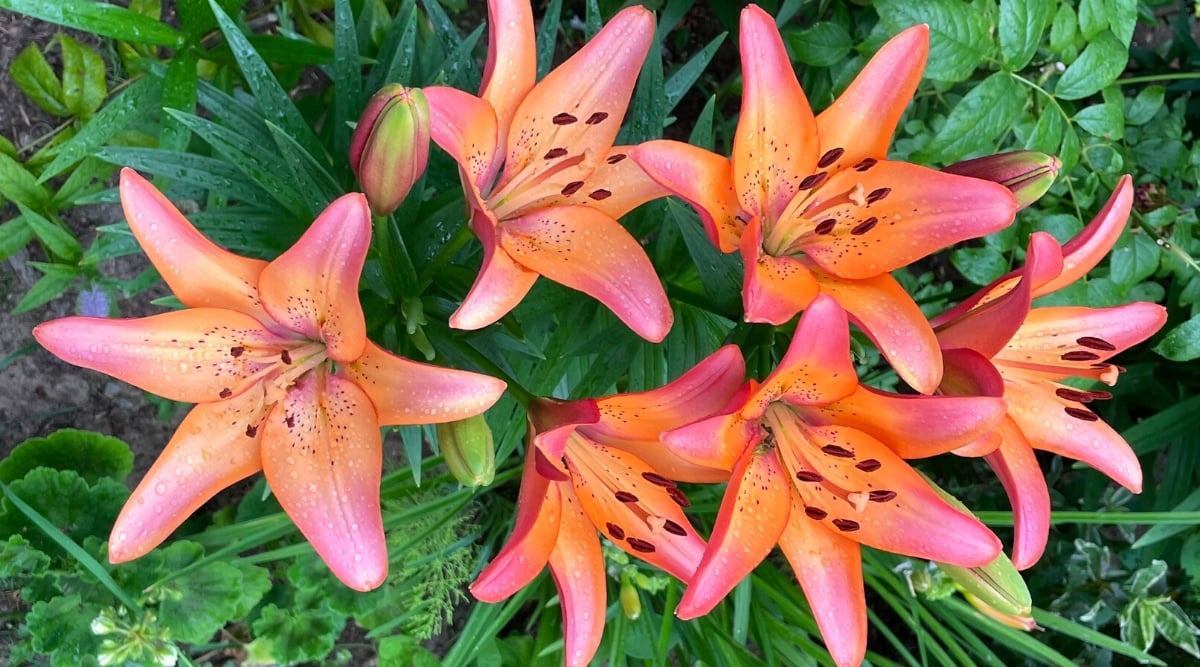 16 Types of Orange Lilies For Bright Garden Color