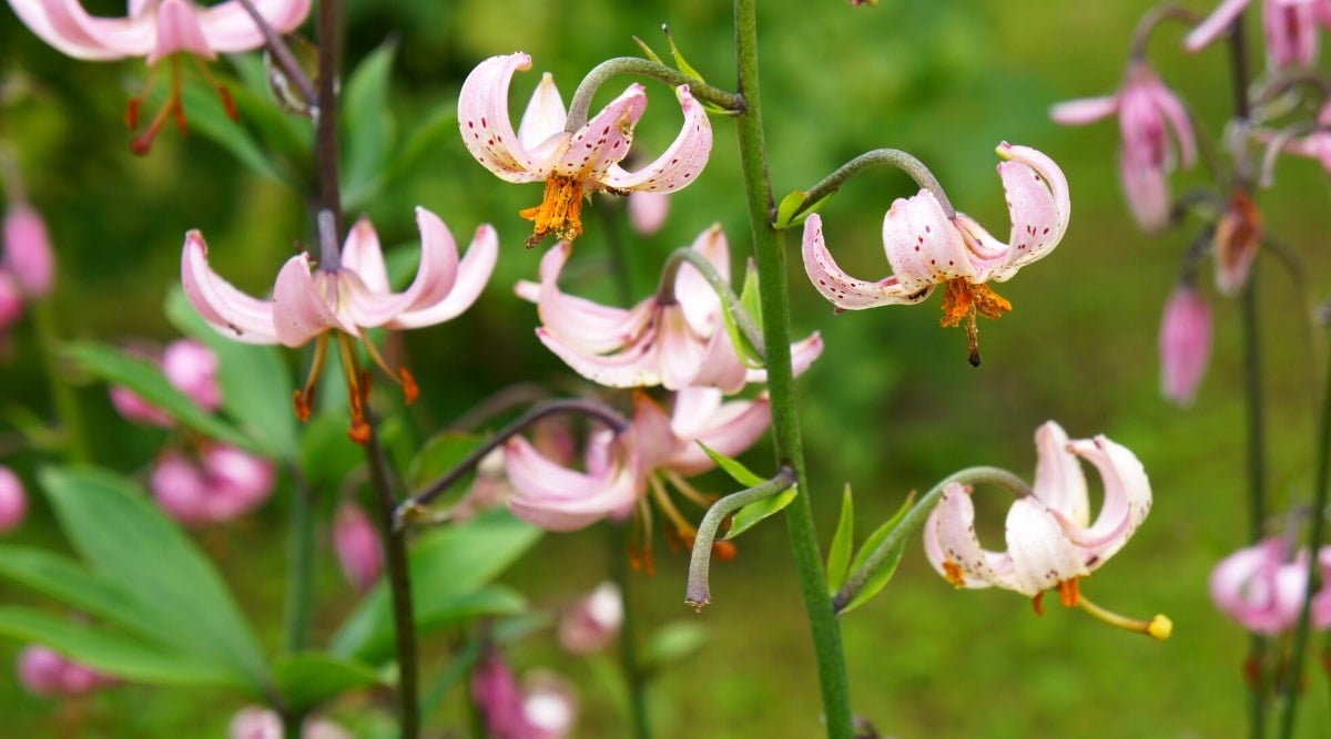 17 Different Types of Pink Lily Cultivars