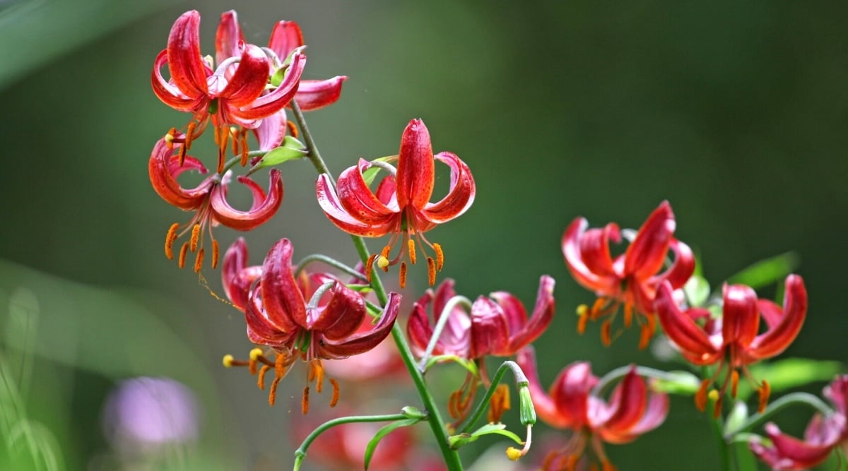 17 Types of Red Lily Varieties For Your Flowerbeds