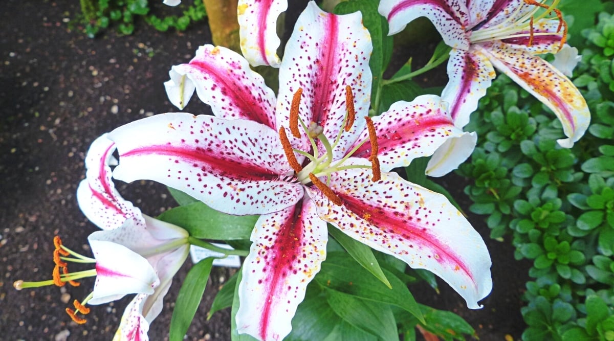 17 Different Types of Pink Lily Cultivars