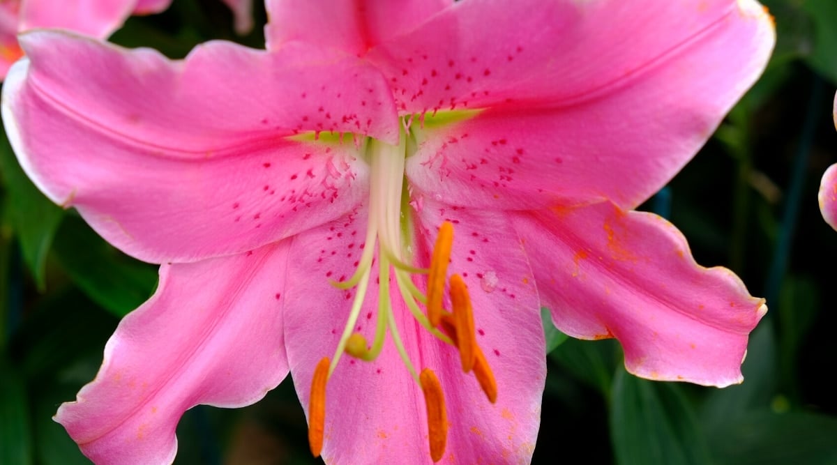 17 Different Types of Pink Lily Cultivars