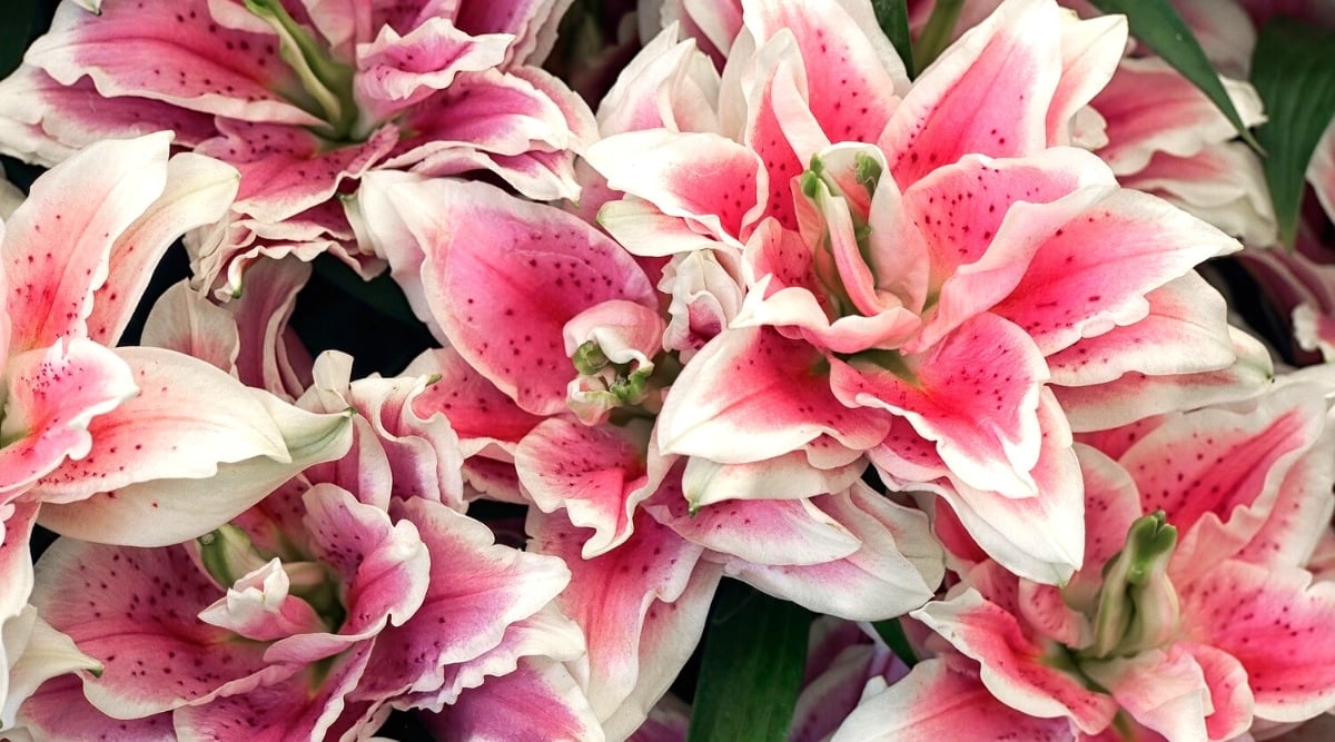 17 Different Types of Pink Lily Cultivars