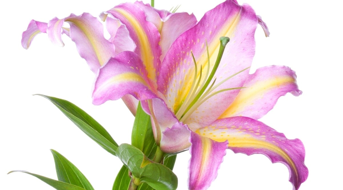 12 Different Types of Purple Lily Cultivars