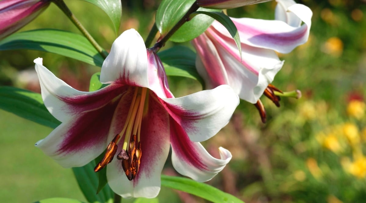 17 Different Types of Pink Lily Cultivars