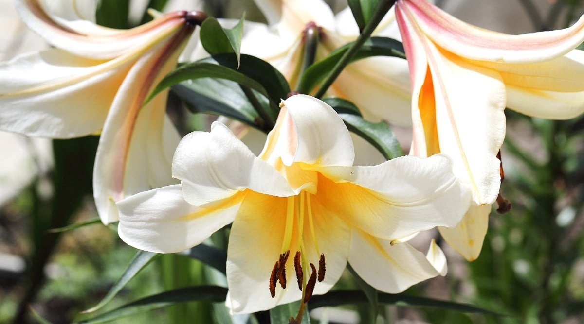 17 Different Types of Yellow Lily Cultivars