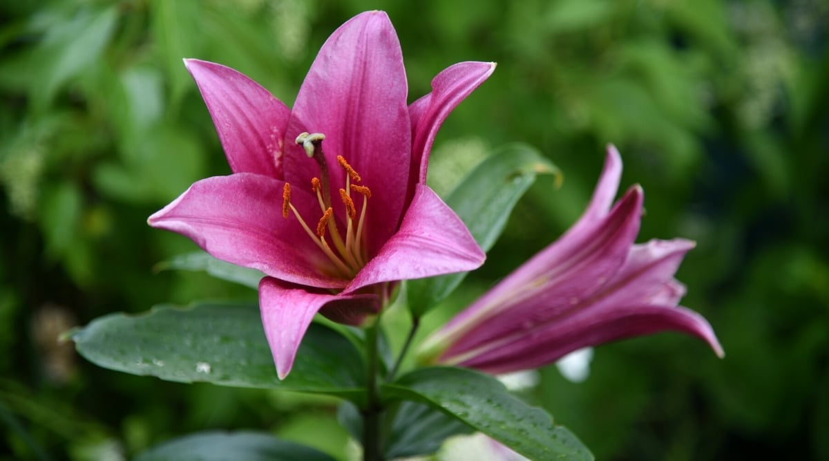 12 Different Types of Purple Lily Cultivars