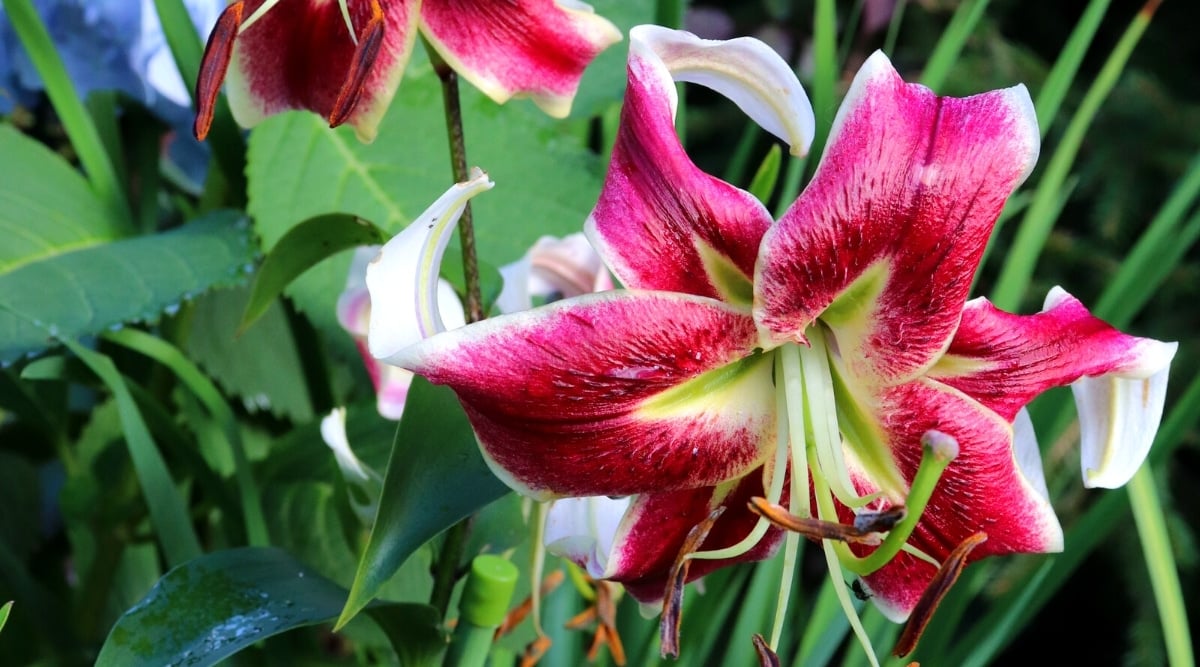 17 Types of Red Lily Varieties For Your Flowerbeds