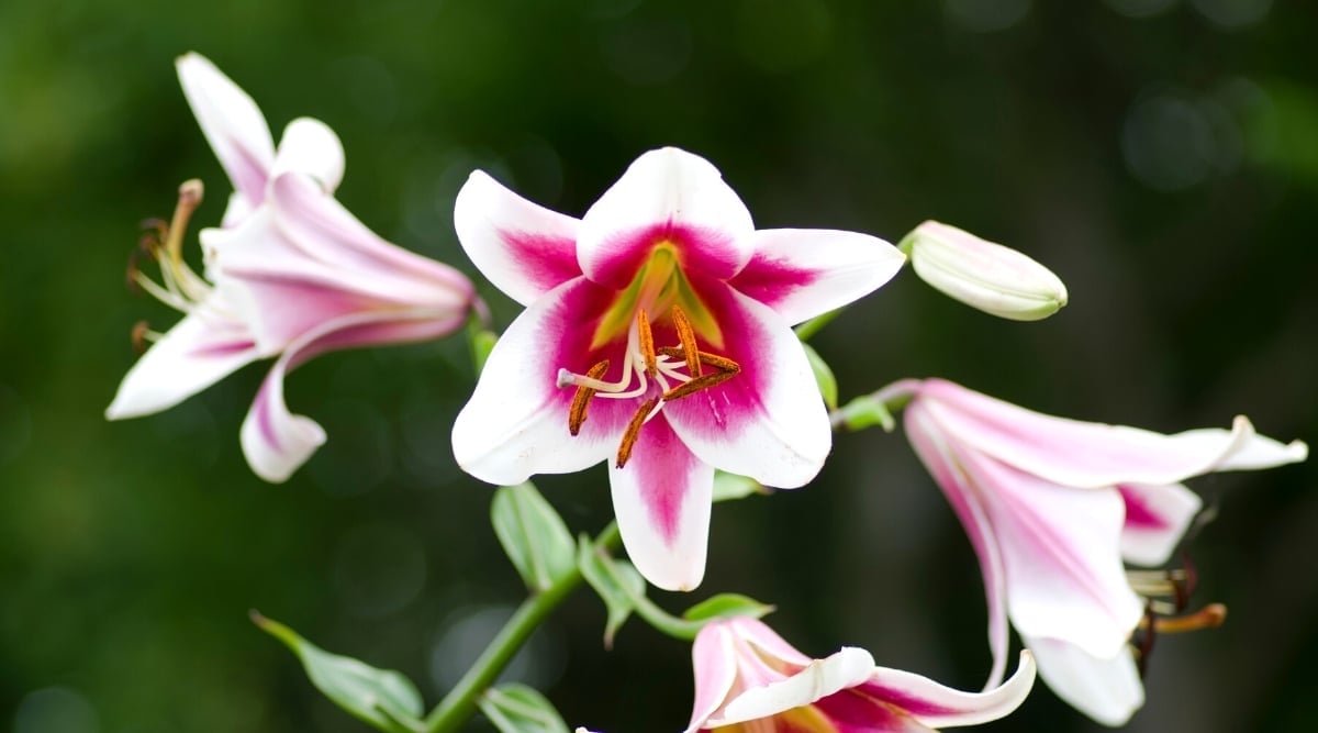 17 Types of Red Lily Varieties For Your Flowerbeds