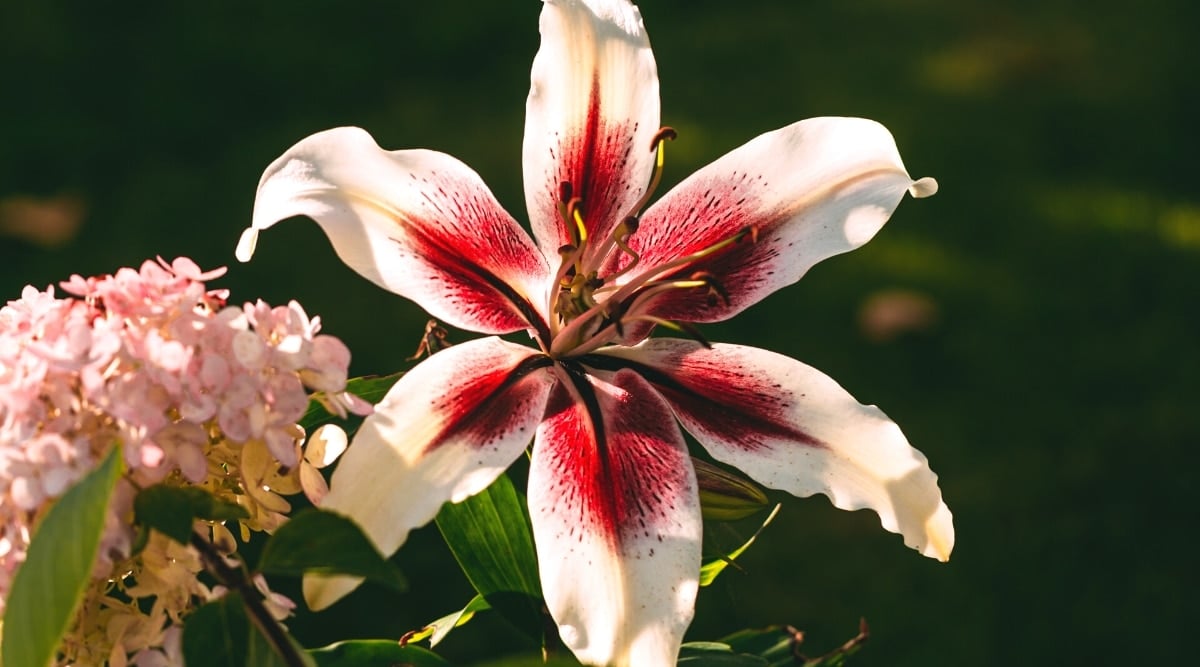 17 Types of Red Lily Varieties For Your Flowerbeds