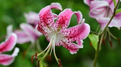How to Plant, Grow, and Care for Stargazer Lilies