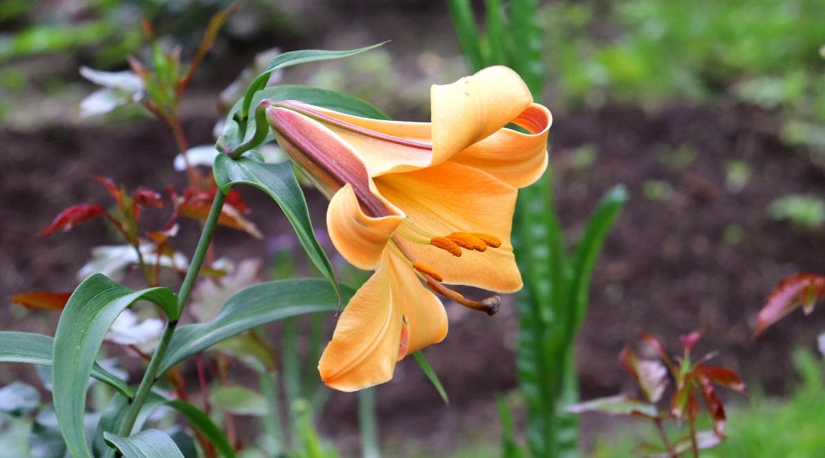16 Types of Orange Lilies For Bright Garden Color