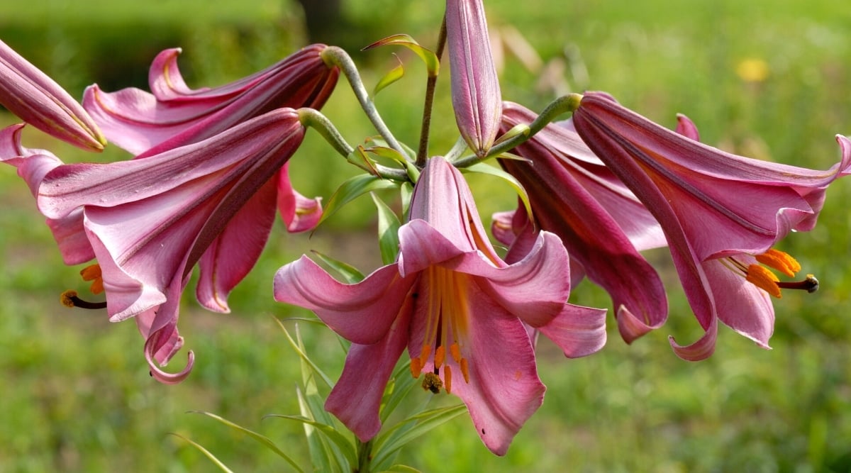 17 Different Types of Pink Lily Cultivars