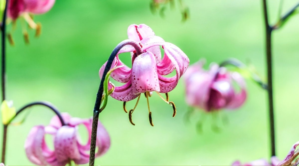 12 Different Types of Purple Lily Cultivars